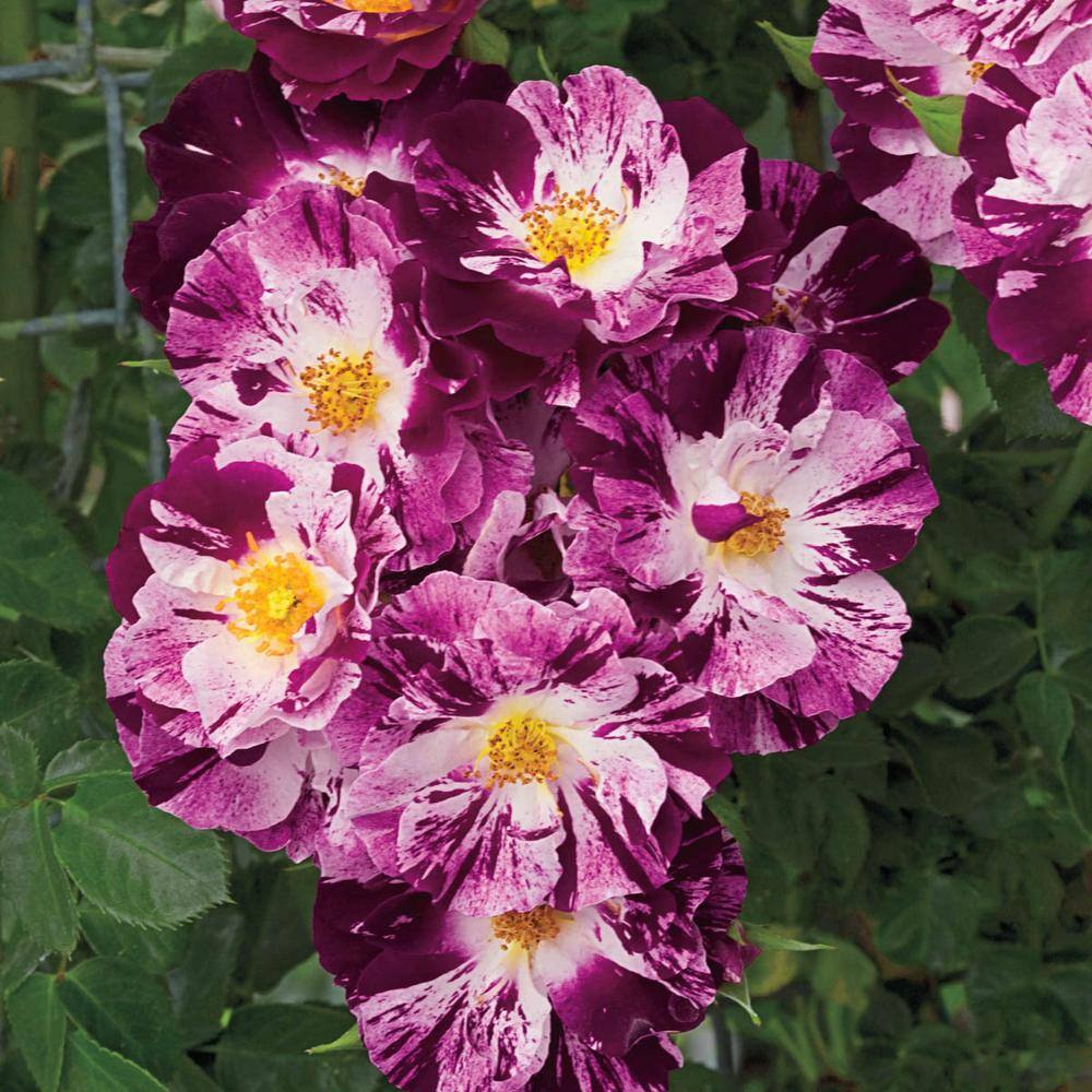 Spring Hill Nurseries Purple Splash Climbing Rose, Live Bareroot Plant ...