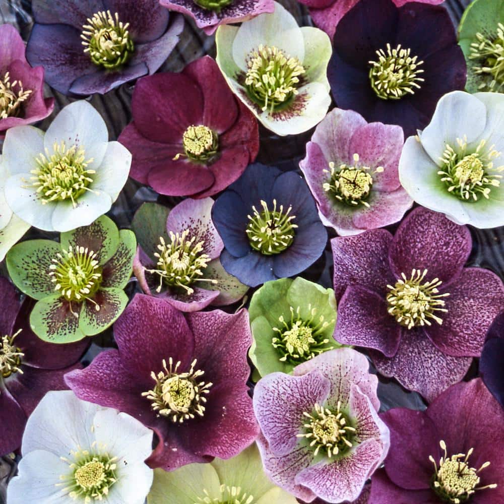 BELL NURSERY 1 Gal. Assorted Color Hellebore Perennial Plant 1000039144 ...