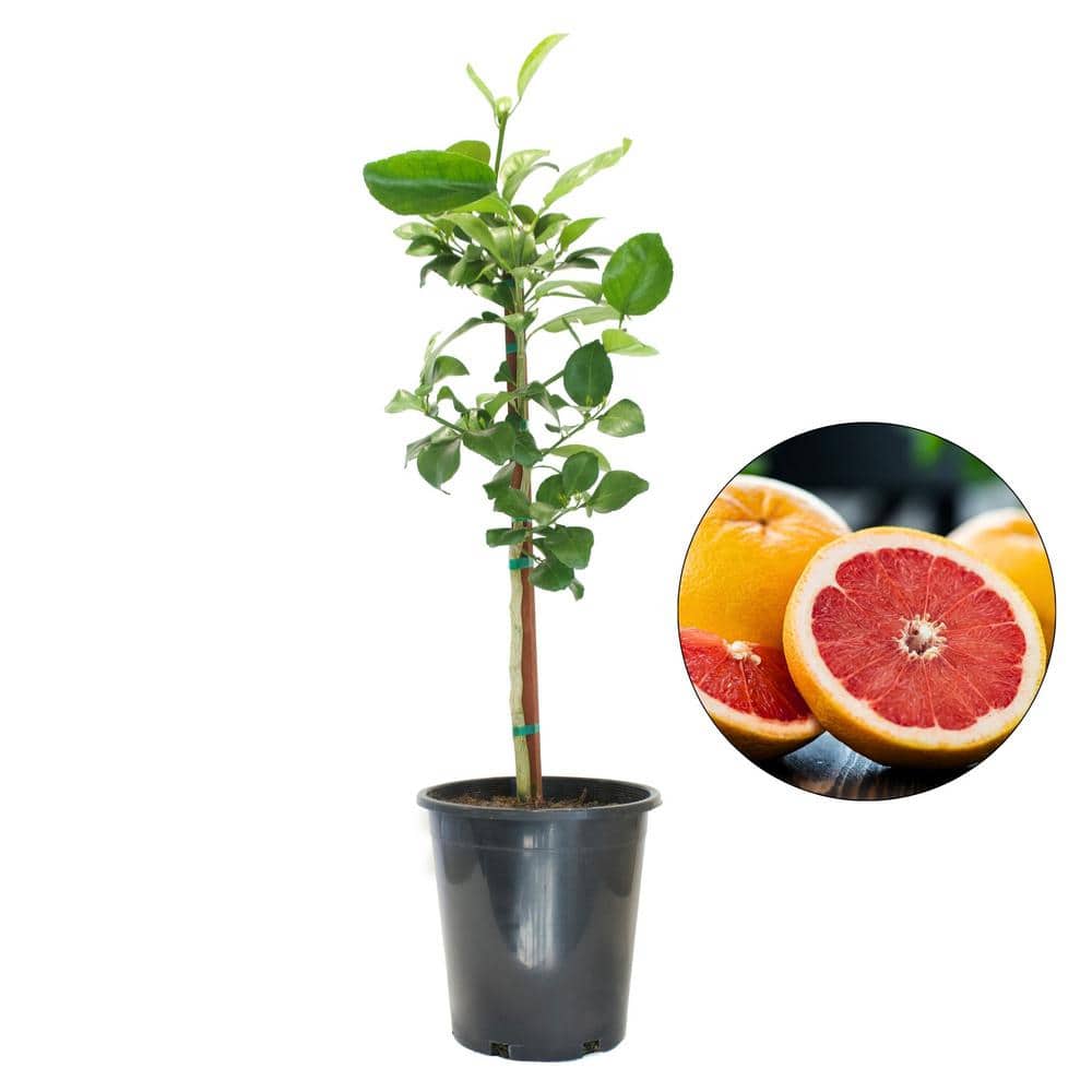 Alder & Oak 5-Container Star Ruby Grapefruit Evergreen Citrus Tree Semi Dwarf STRD05 - The Home ...