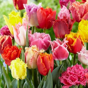 Garden State Bulb 12/ cm, Spring Sunrise Mix Tulip Flower Bulbs (Bag of ...