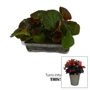 Drop N Decorate Plug N Plant Begonia Combo 006307 - The Home Depot