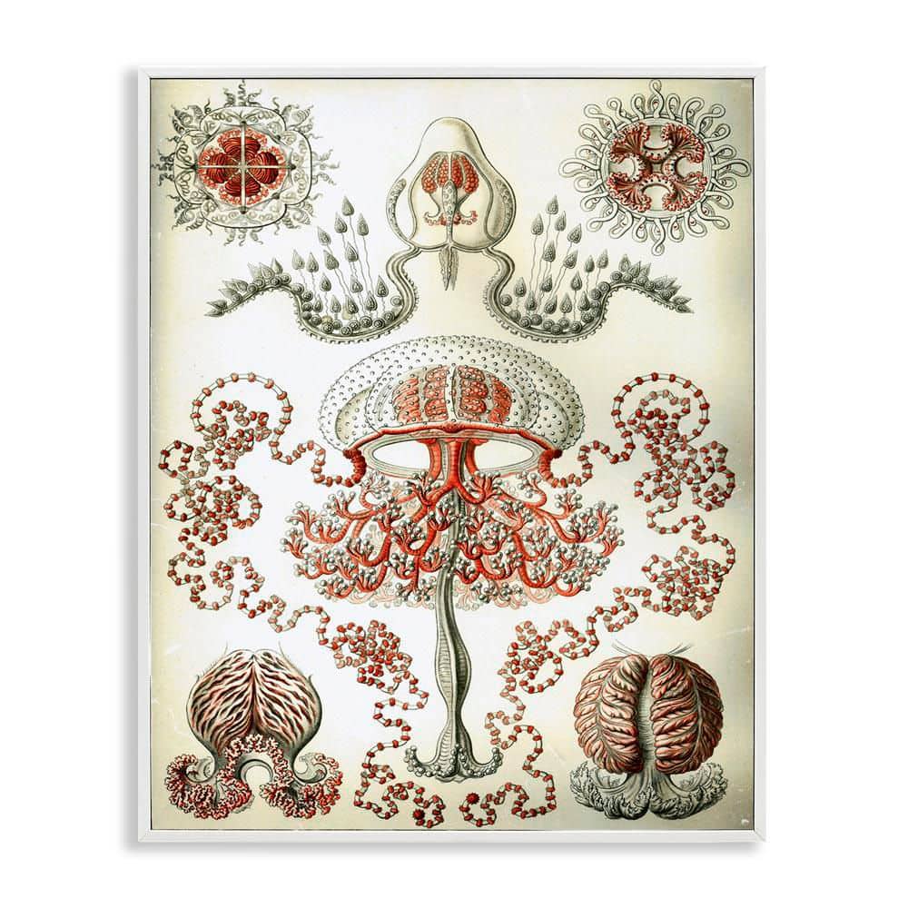 Stupell Industries Classic Haeckel Diagram by Graffi*tee Studios White ...