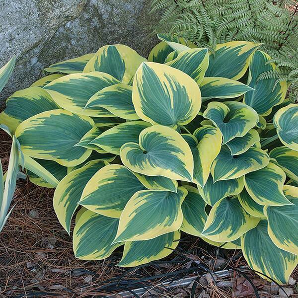 METROLINA GREENHOUSES 2.5 Qt. Twilight Variegated Hosta Plant 18247 ...