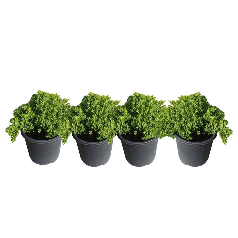 Alder & Oak #1 container Juniperus p. 'Nana' Evergreen Shrub (4-Pack ...