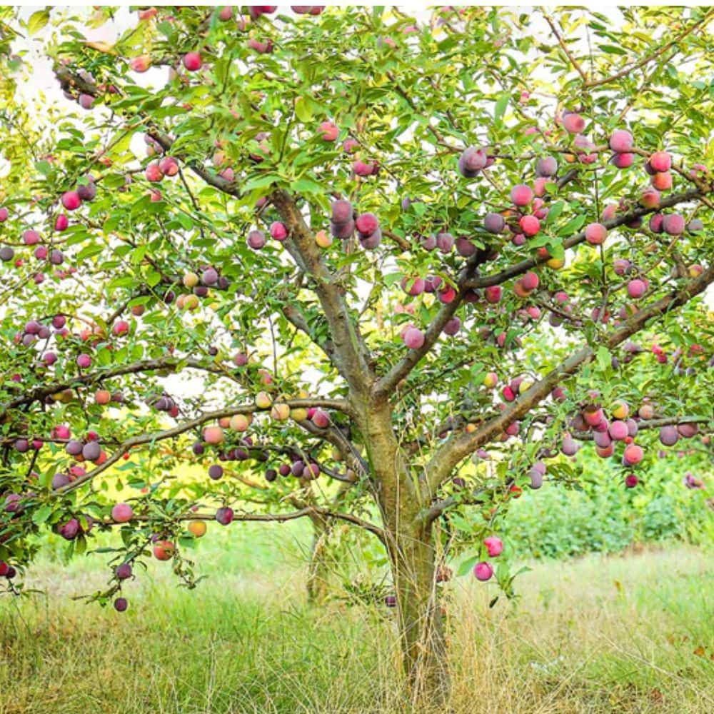 7 gal. AU Producer Plum Fruit Tree PLUAUP07G - The Home Depot