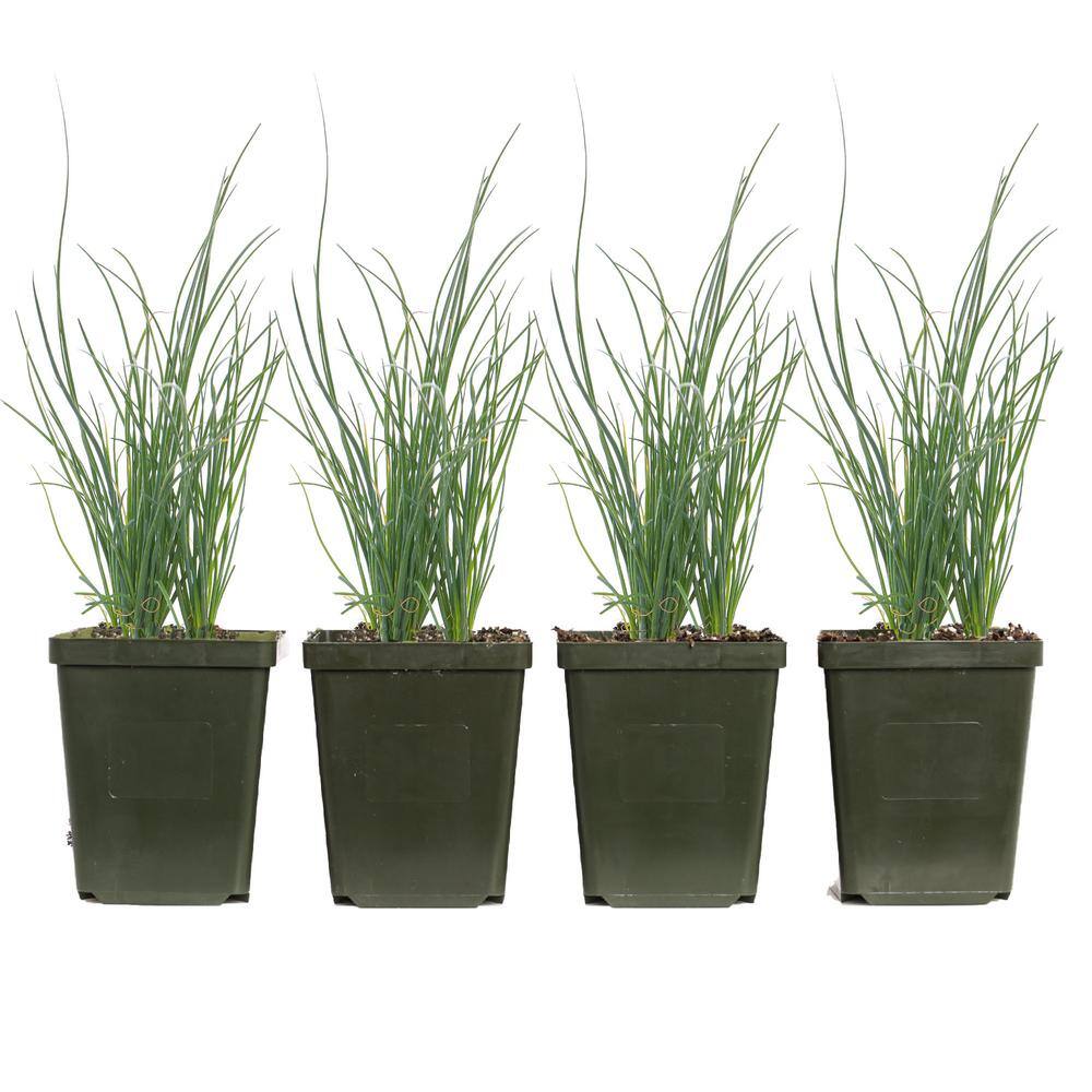 PLANTS BY POST 4 in. Barbeque Rosemary Plant (4-Pack) 748179000840 ...