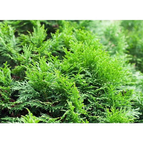 Thuja Occidentalis Emerald
