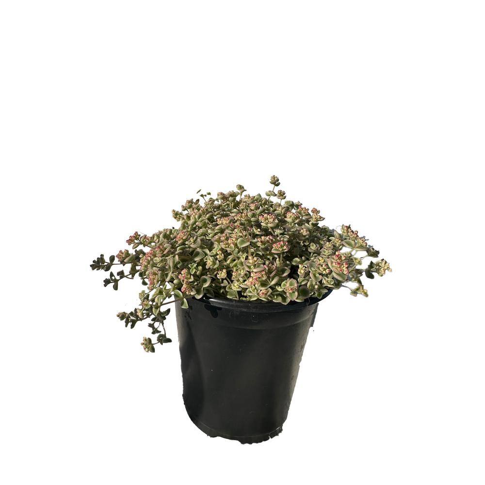 Spreading Variegated Sedum Little Missy Succulent Plant in Pots for ...