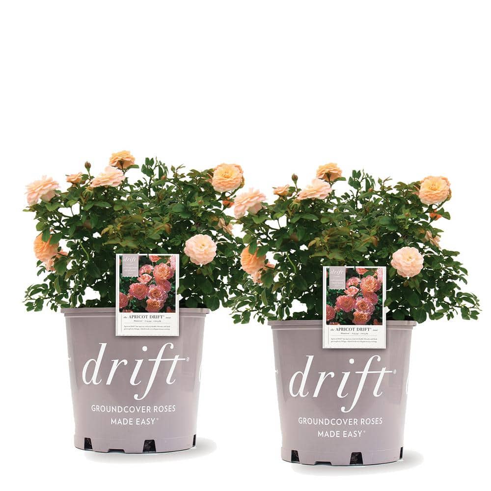 Drift 3 Gal. Apricot Drift Rose Bush with Orange Flowers (2-Pack ...