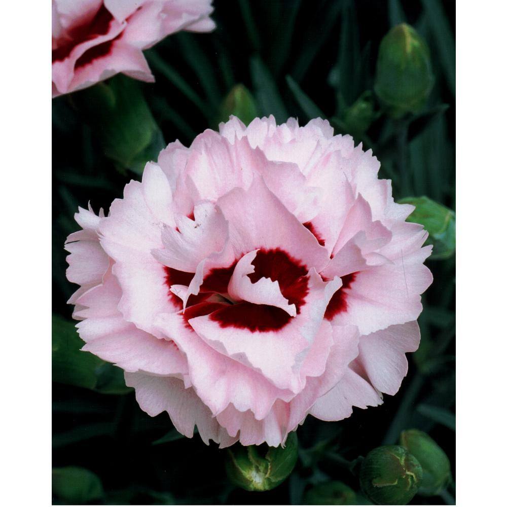 Perennial Carnation Raspberry Surprise 2.5 Qt. 1092 - The Home Depot