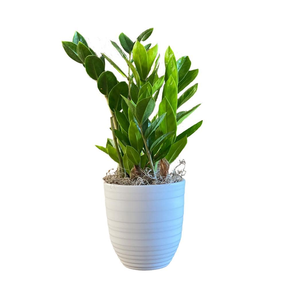 I Tropicals Zamia ZZ Plant (Zamioculcas Zamiifolia) 5 in. Ceramic Pot ...