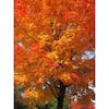 Online Orchards Sugar Maple Tree Bare Root SHSM002 - The Home Depot