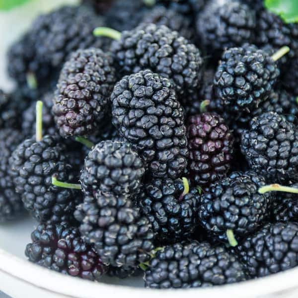 DIRECT GARDENING Mulberry Bush Dormant Bare Root Fruiting Starter Plant ...