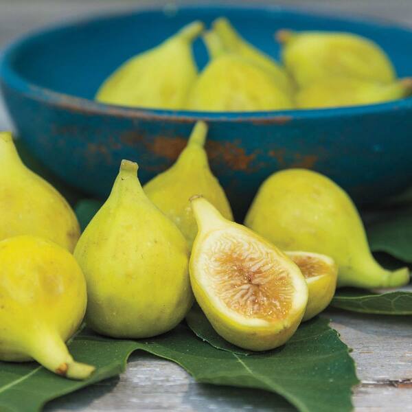 Gurney's Champagne Fig Fagus Live Bareroot Fruiting Tree (1-Pack) 72934