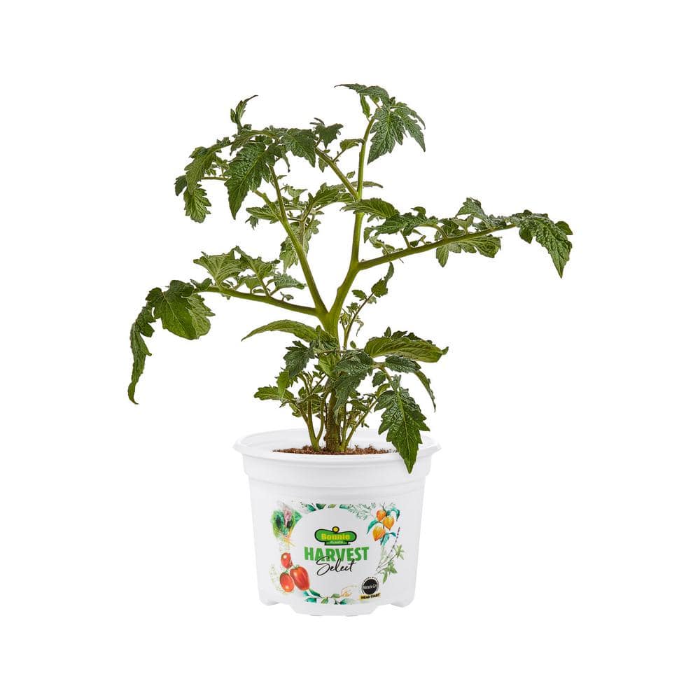 Reviews for Bonnie Plants 25 oz. Genuwine Beefsteak Tomato Plant | Pg 4 ...