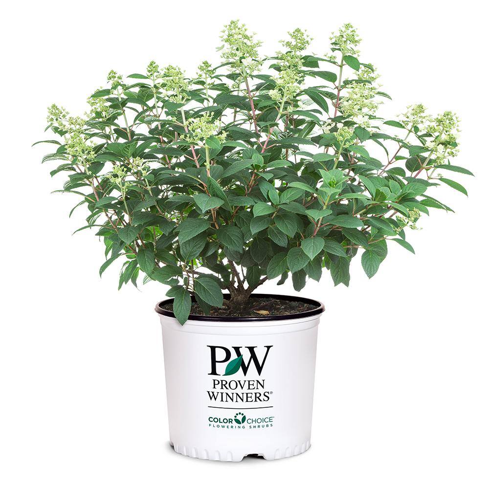 PROVEN WINNERS 2 Gal. Tiny Quick Fire Hydrangea Shrub 18335 - The Home ...