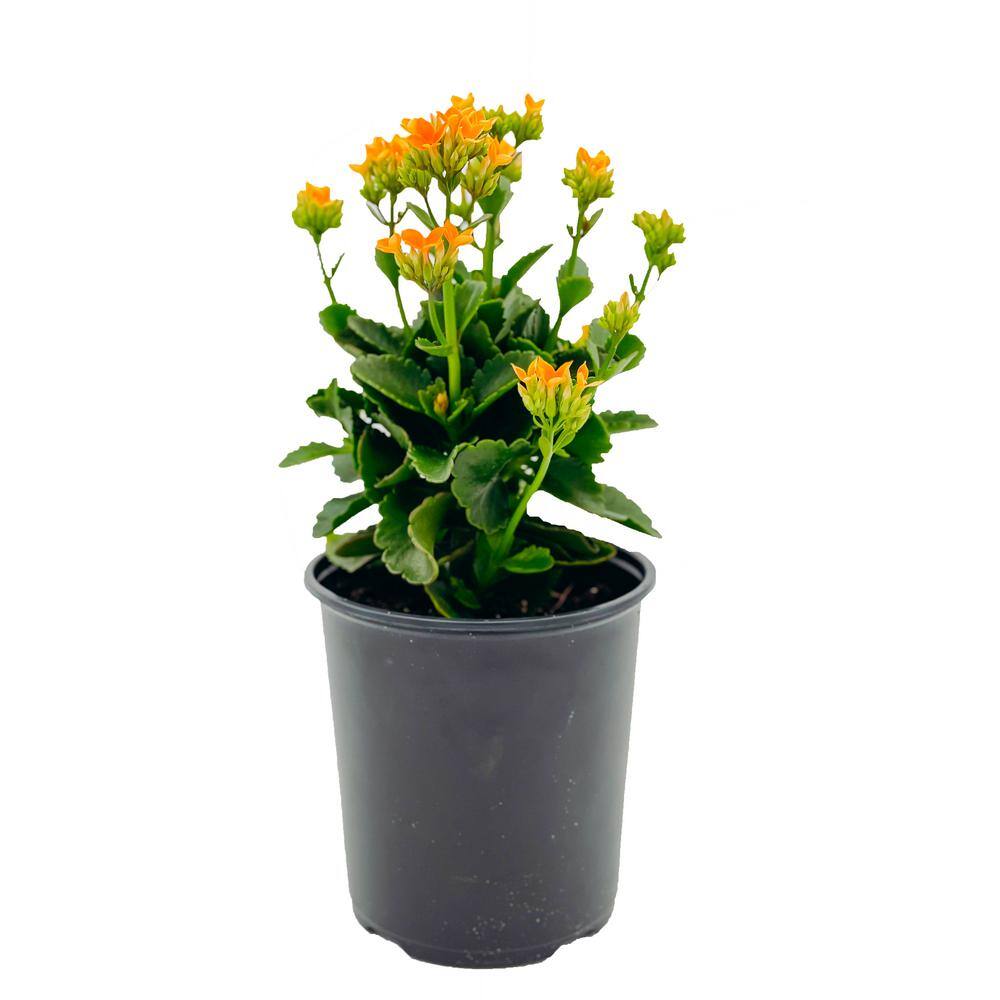 Vigoro 6 in. Premium Kalanchoe Blossfeldiana Orange Live Plant 69445 ...