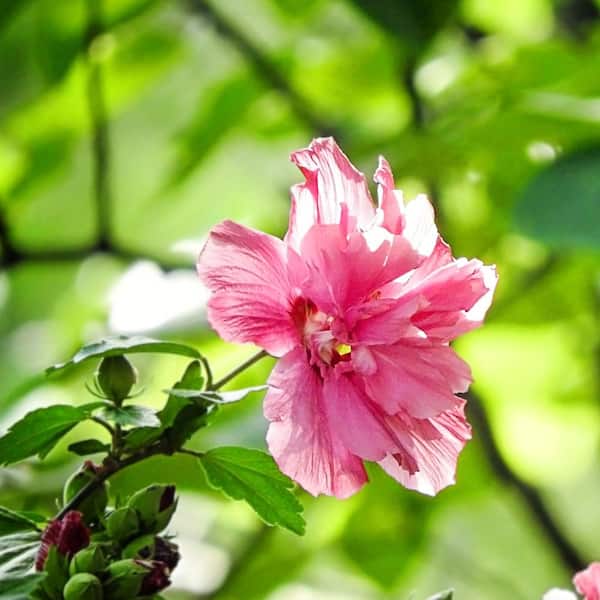 1 Gal. Double Red Althea Shrub-ALTRED01G - The Home Depot