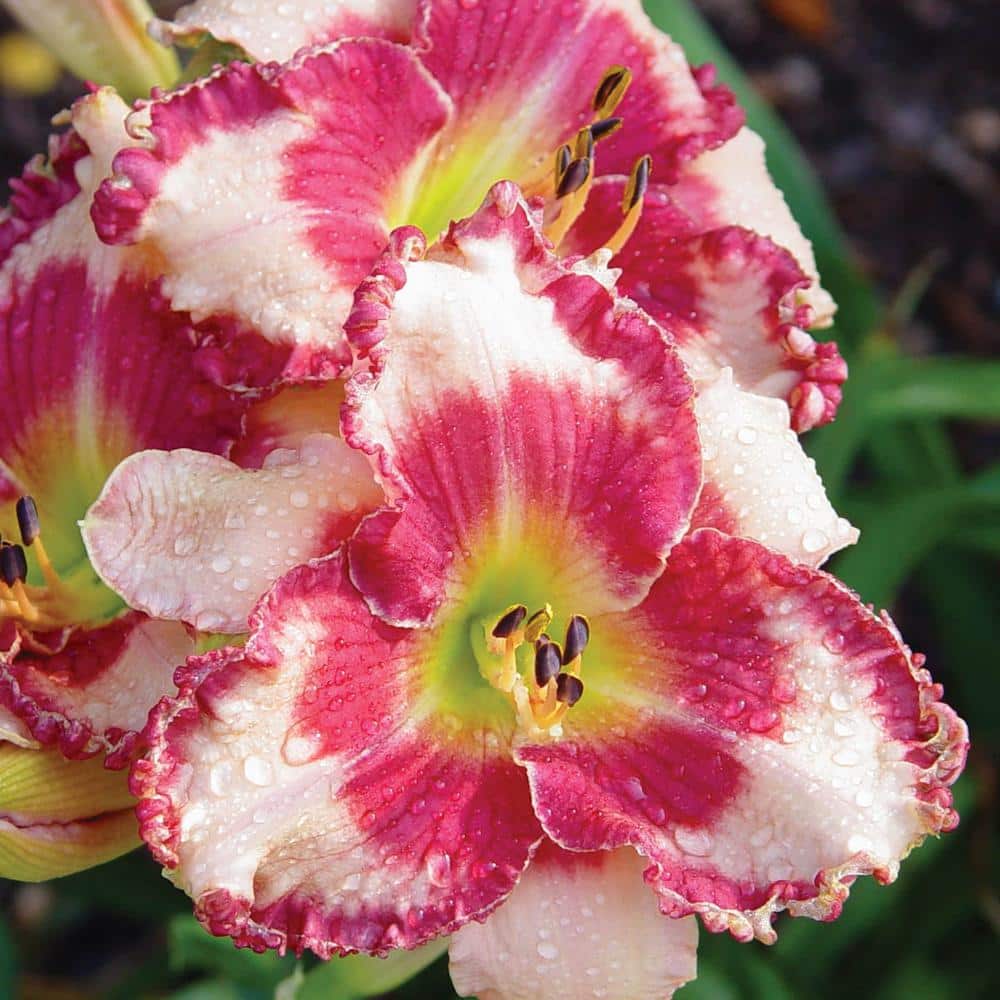 Spring Hill Nurseries Dare to Love Daylily (Hemerocallis), Dormant Bare ...