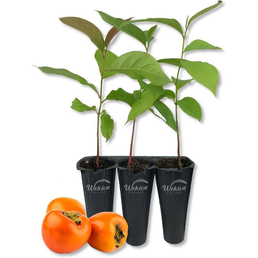 Wekiva Foliage Persimmon Tree 3-Live Starter Plants in 2 in. Growers ...