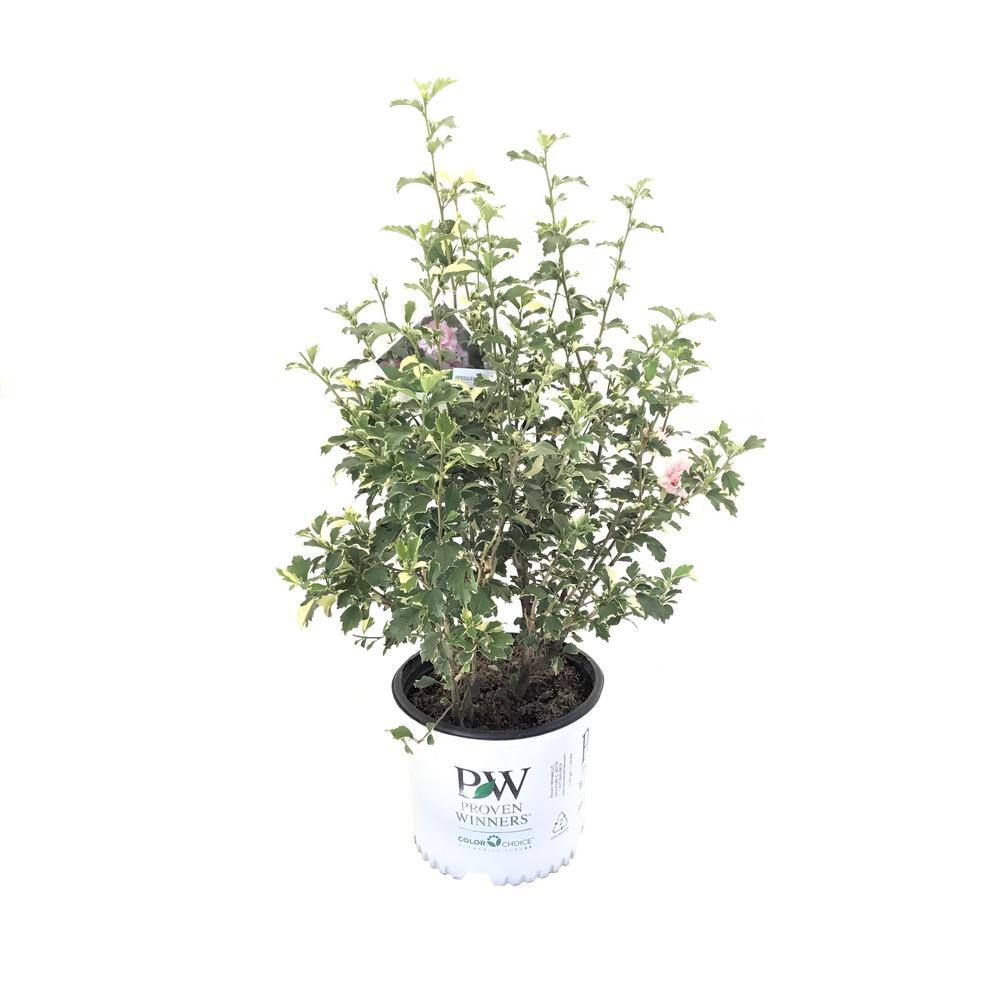 PROVEN WINNERS 3 Gal. Lavender Chiffon Rose of Sharon Hibiscus Shrub ...