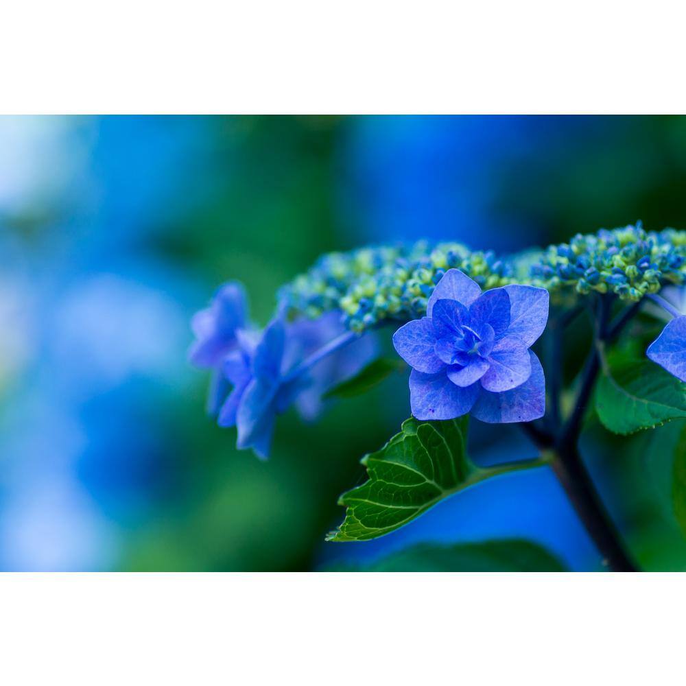 Buy 1 Gal. Let's Dance Rhythmic Blue Hydrangea Shrub Reblooming Skyblue ...