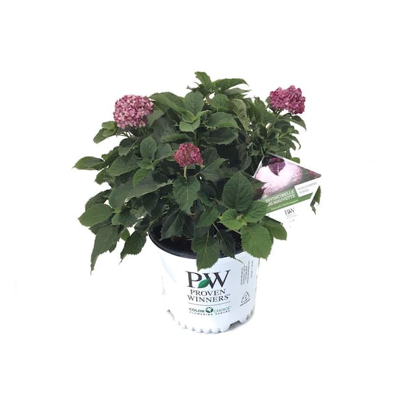 PROVEN WINNERS Smooth Hydrangea (Arborescens) Invincibelle Mini ...