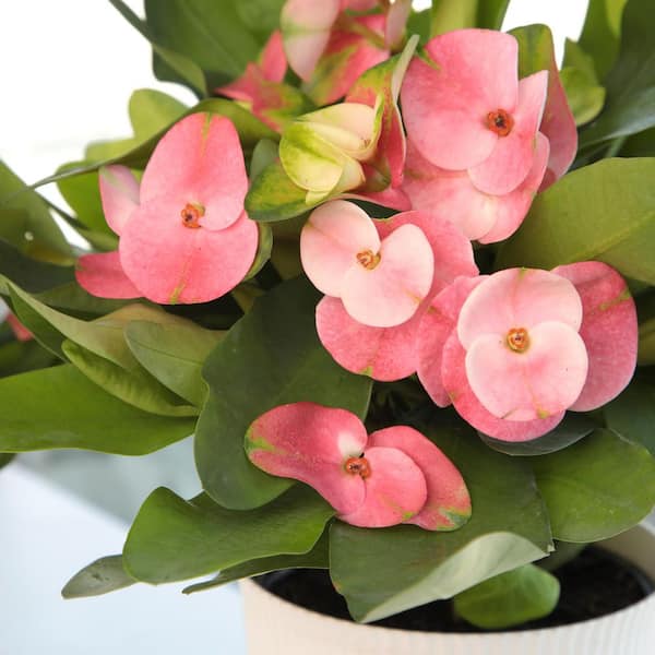 Single Pink Flower Plant