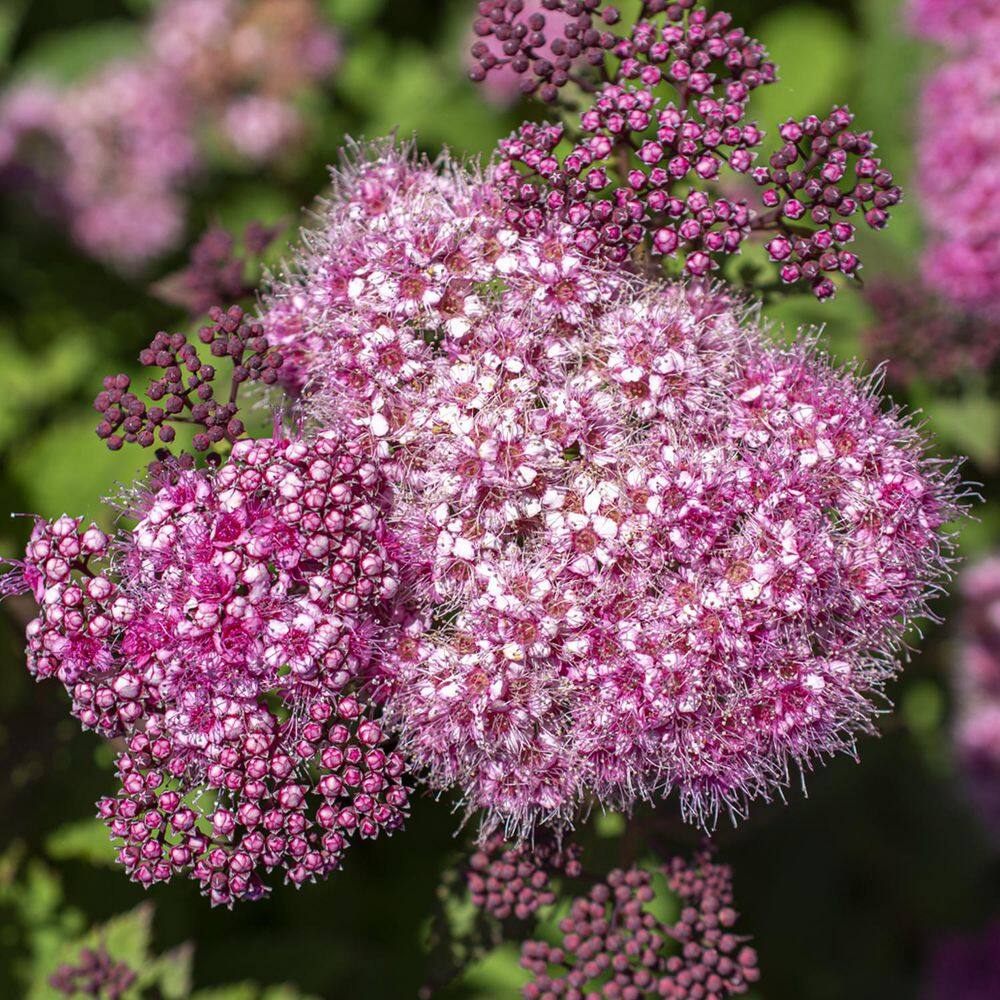 BLOOMABLES 2 Qt. Bloomables Spiraea Empire Ice Dragon Shrub with Pink ...