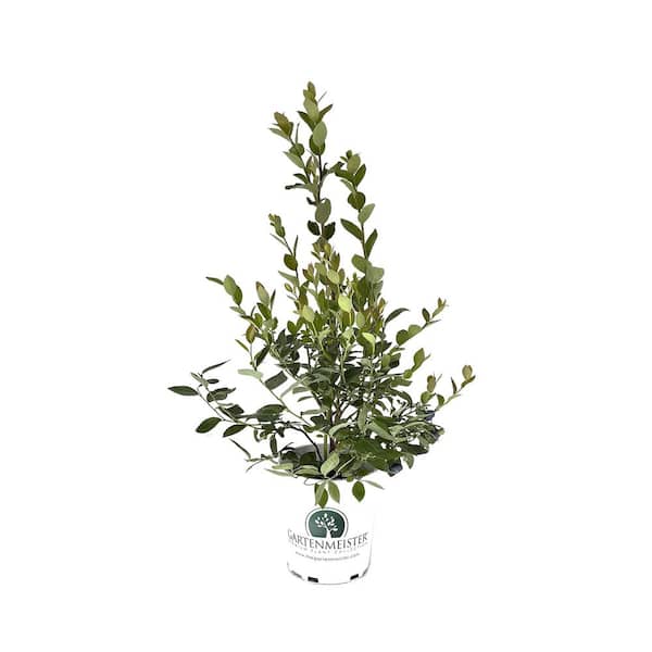 PROVEN WINNERS 2 Gal. Splendid Blue Blueberry Shrub 18344 - The Home Depot