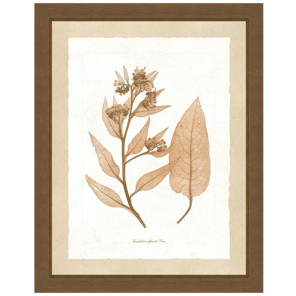 Vintage Print Gallery "Delicate Botany Herbarium I" Framed Archival ...