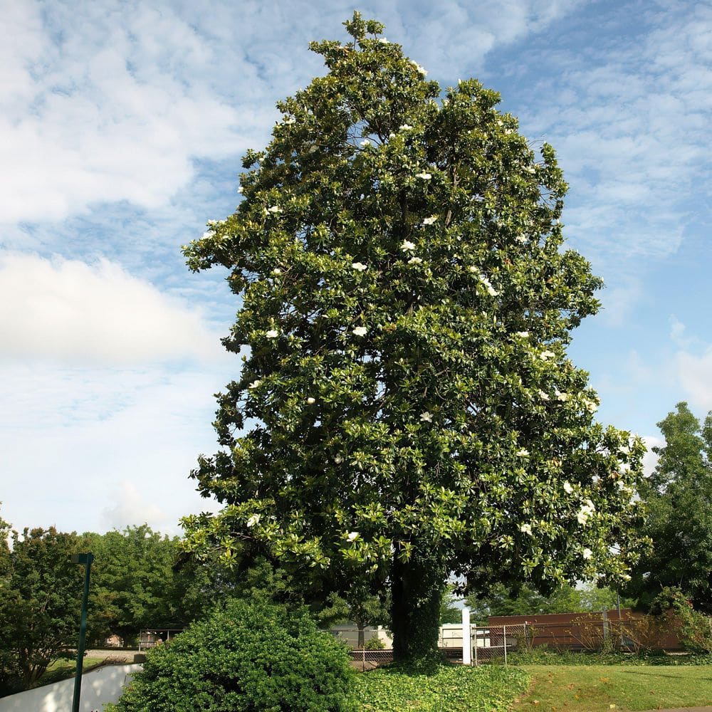 national PLANT NETWORK 2 gal. Magnolia Moonglow HD2656 - The Home Depot