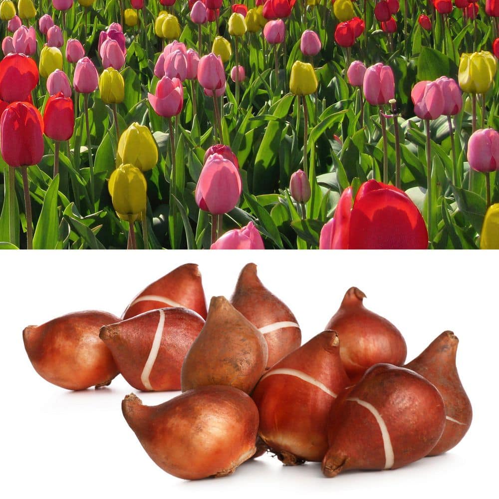 national PLANT NETWORK Tulip Grande Mix Bulbs (100-Pack) HD3151C - The ...