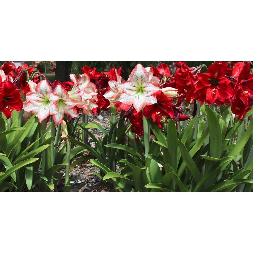 Bloomsz Mixed Garden Amaryllis Bulbs (12-Pack) 04342 - The Home Depot