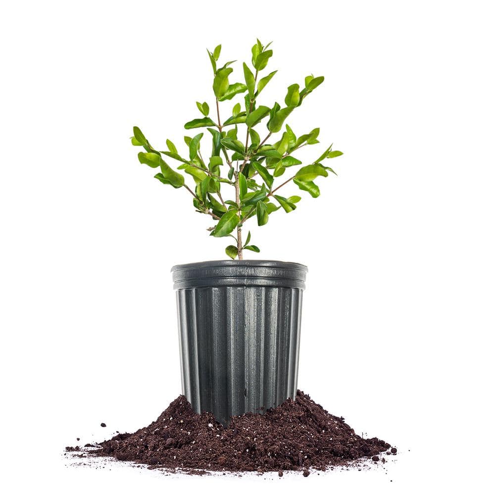 Perfect Plants Barbados Cherry Tree 1 Gal, Growers Pot, Abundant Cherry ...