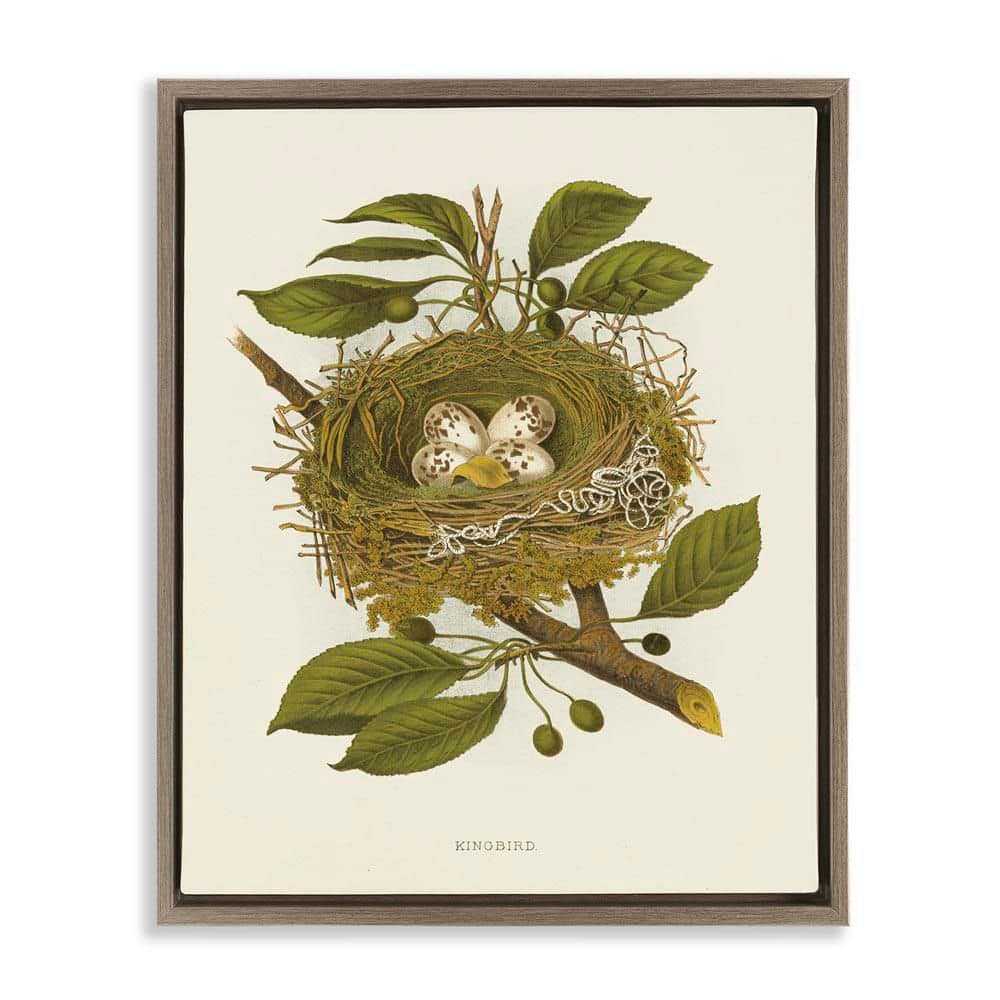 Stupell Industries Birdnest with Spotted Eggs by Tina Higgins Designs ...