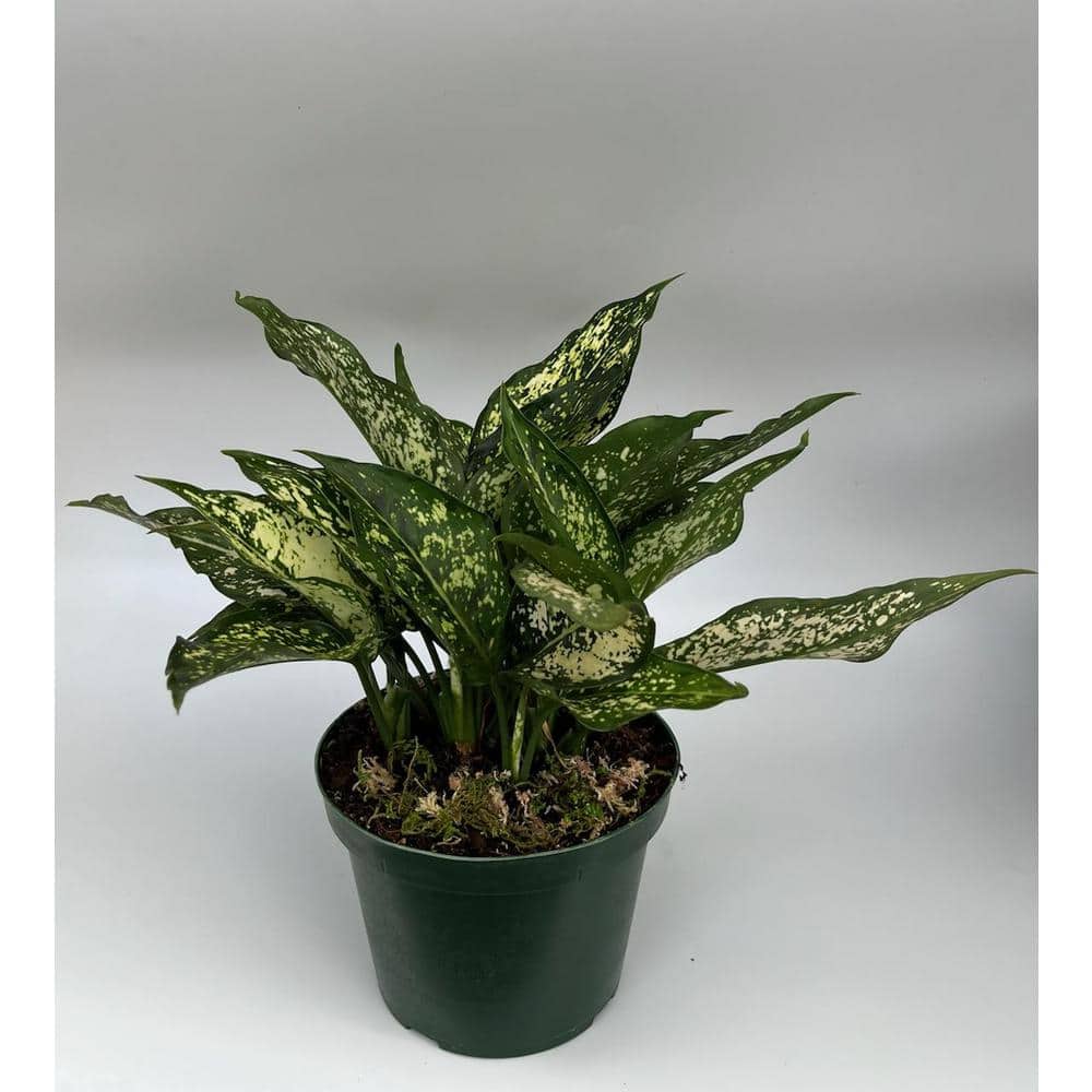 EverGrace 6 in. Aglaonema Snow White Plant in Grower Pot AgloSnWht ...
