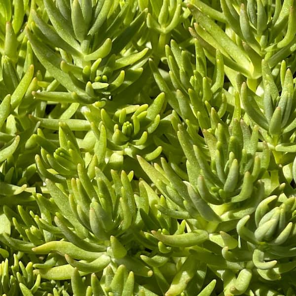 Sedum Lemon Ball