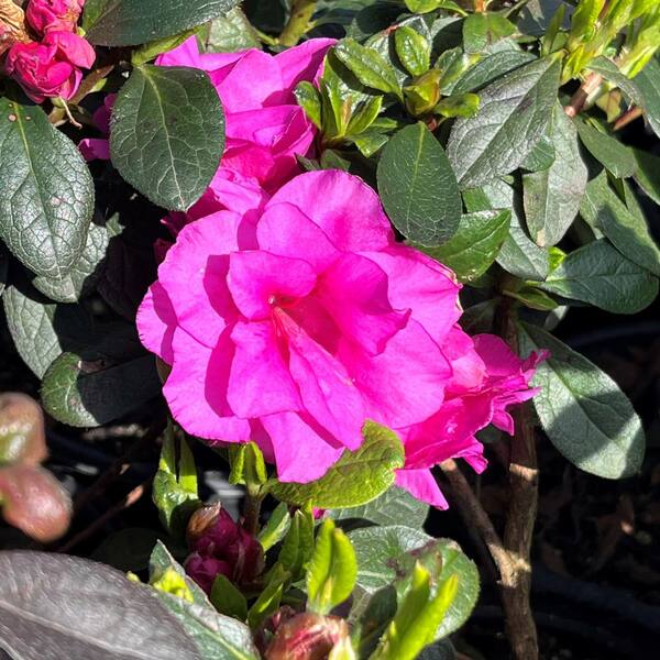 Alder & Oak #1 container Happy Days Pink Azalea Shrubs (4-Pack) ASHA01 ...