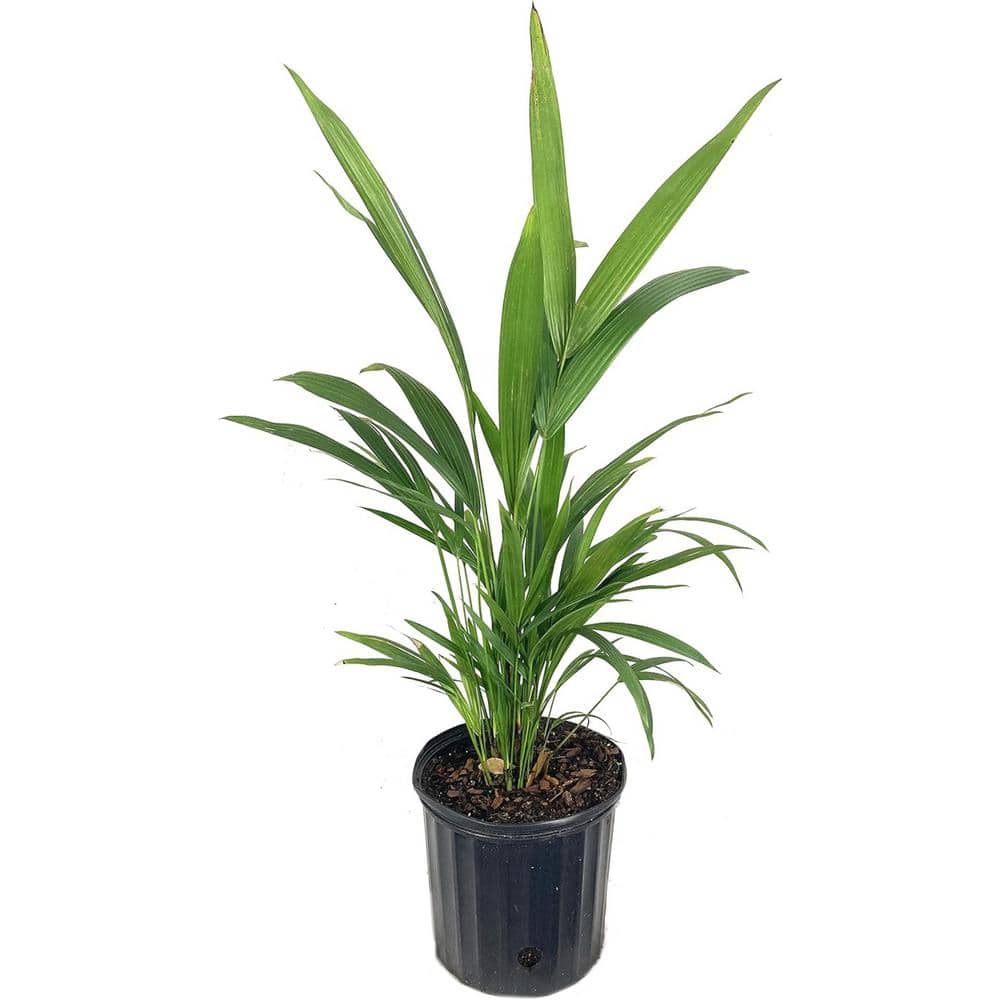 Wekiva Foliage Red Lipstick Sealing Wax Palm-Live Plant in a 3 Gal ...