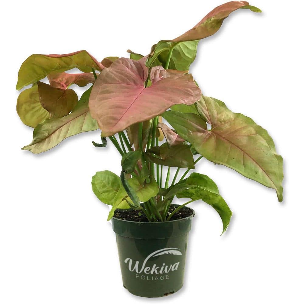 Wekiva Foliage Syngonium Pink Perfection-Live Plant in a 4 in. Growers ...