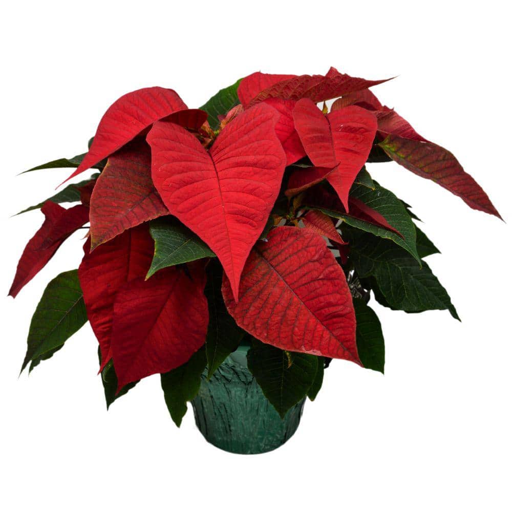 6.5 in. RED HOLIDAY POINSETTIA PLANT IN POT COVER PLANT (1-PACK ...