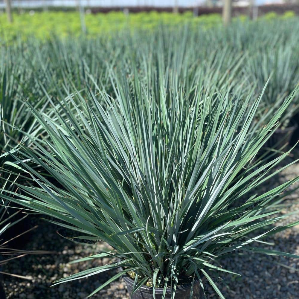 Alder & Oak #5 Container Little Rev Flax Lily Grass (2-pack) DIRE05 ...