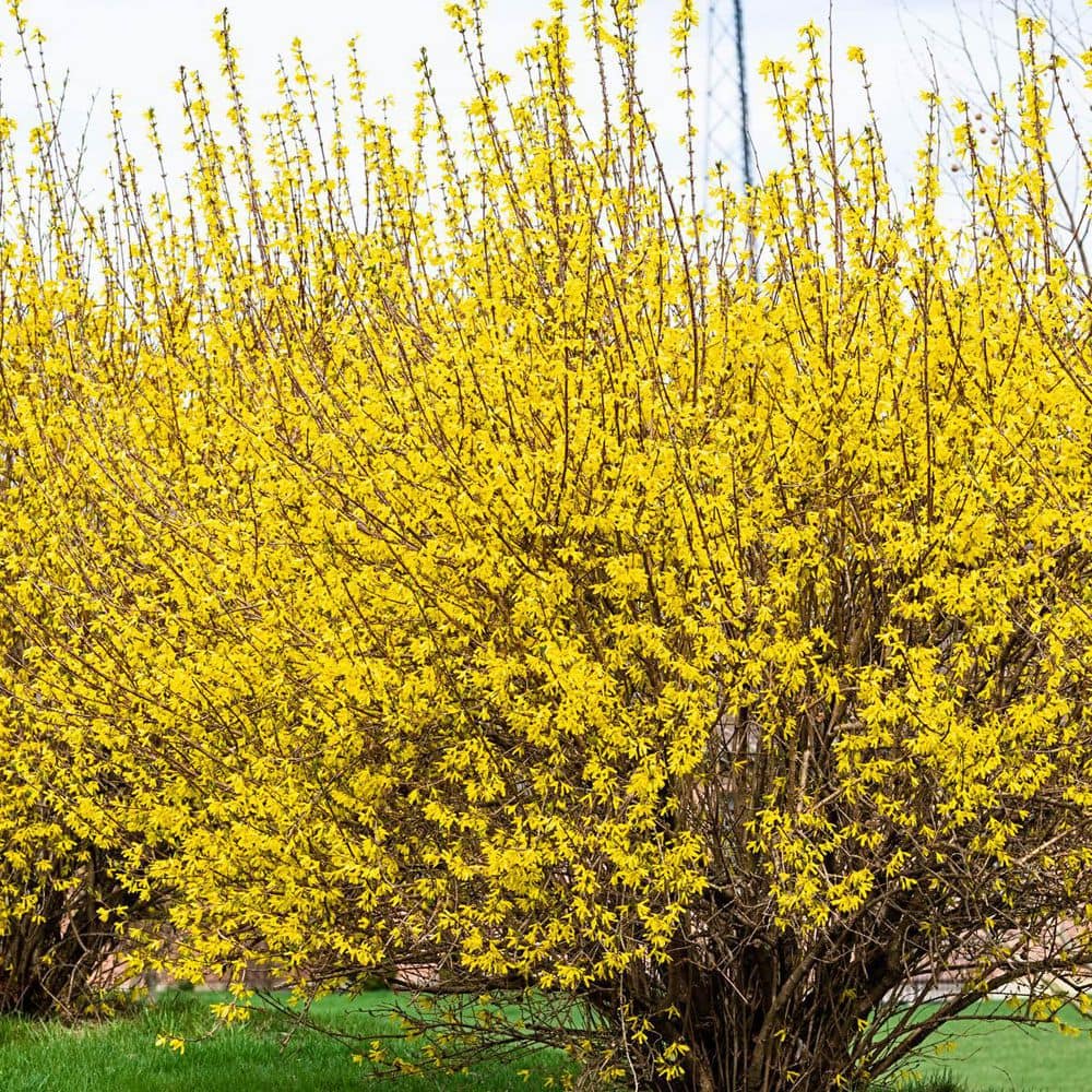 DIRECT GARDENING Lynwood Gold Yellow Flowering Forsythia Hedge Kit ...