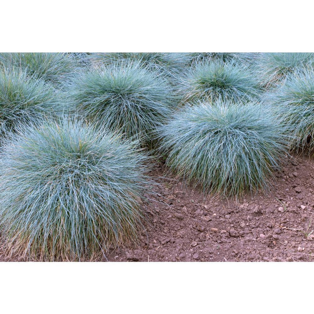 BELL NURSERY 1 Gal. Elijah Blue Fescue Grass (Festuca Glauca) Live Full ...