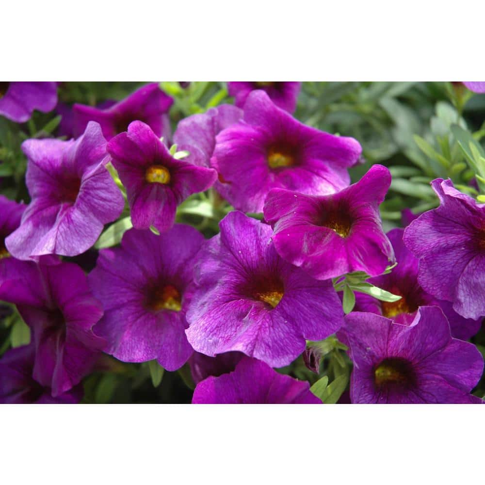 SUPERCAL 2 qt. SuperCal Petunia Outdoor Annual Plant with Assorted ...