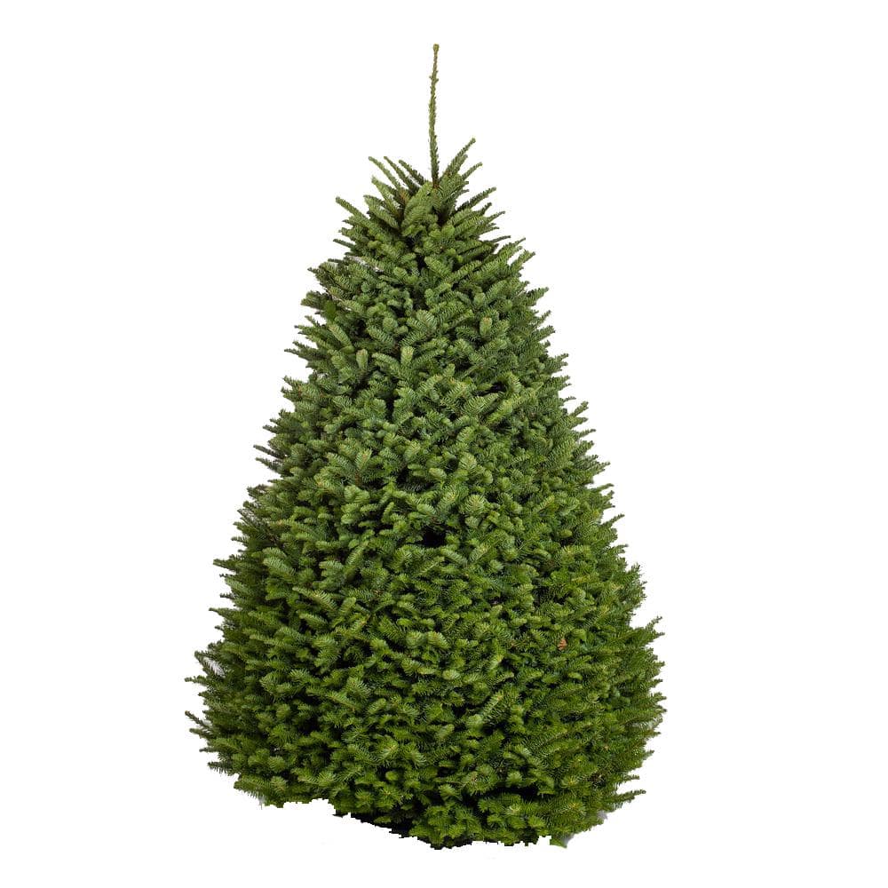 9-10 ft. Freshly Cut Live Abies Noble Fir Christmas Tree 498041 - The ...