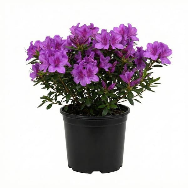 AZALEA PURPLE #3 AZALEA 1013139194 - The Home Depot