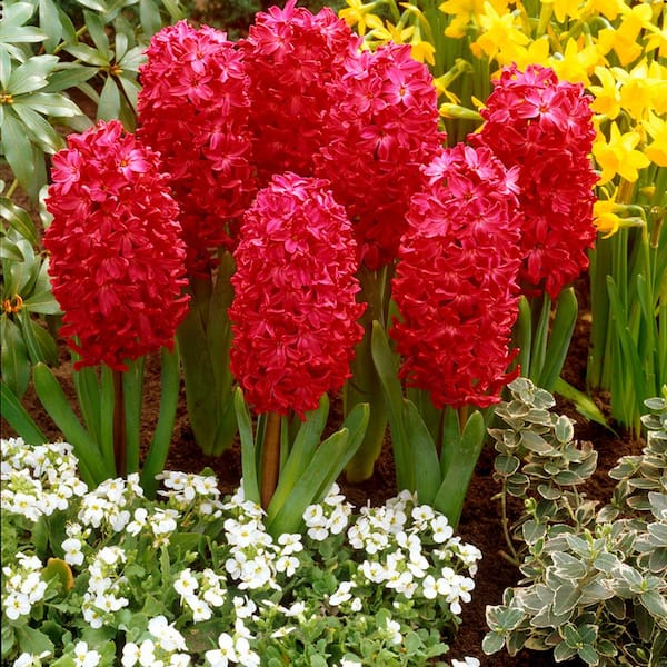 VAN ZYVERDEN Hyacinths Jan Bos Set of 3 Bulbs 87065 - The Home Depot