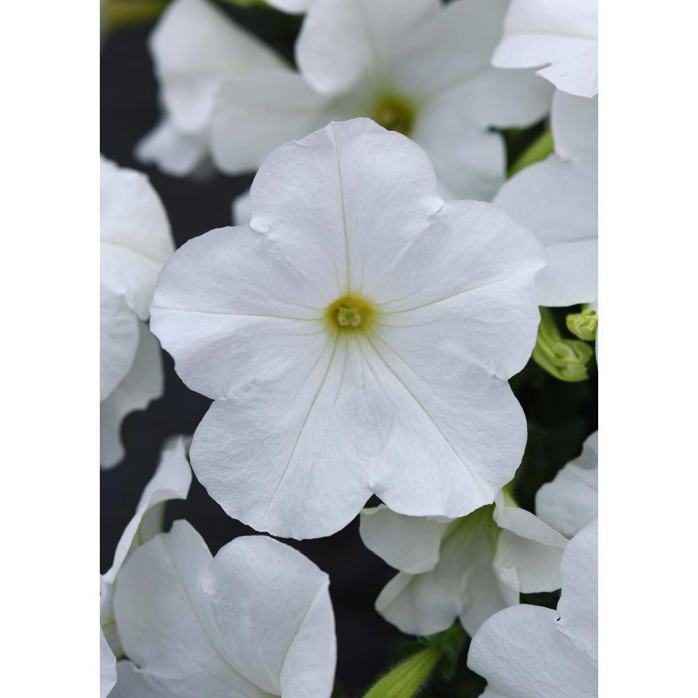 EASY WAVE 4-Pack White Easy Wave Petunia Annual Plant with White ...